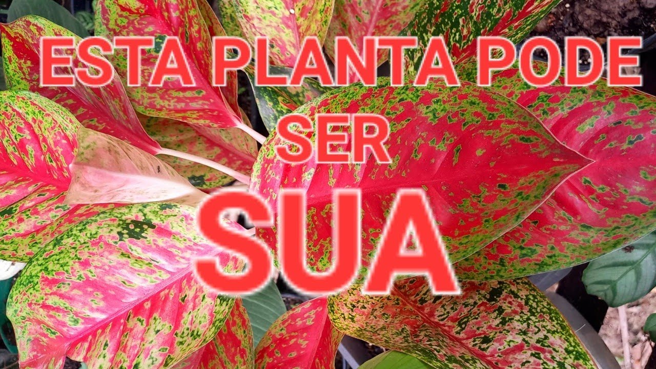 como comprar plantas na Internet cercitis mirabilis philodendron ...