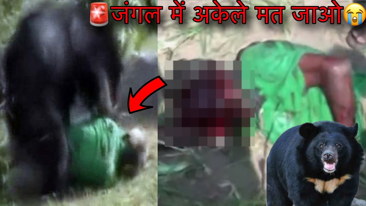 Alert🚨Wild Bear 🐻 Attack In Man | Jungle Safari | Wildlife Attack Tiger ...