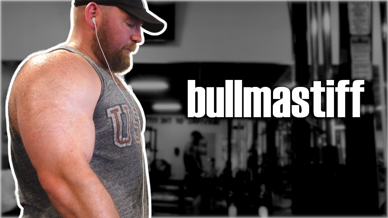 Review of My Program "Bullmastiff" (What the Internet Says) - YouTube