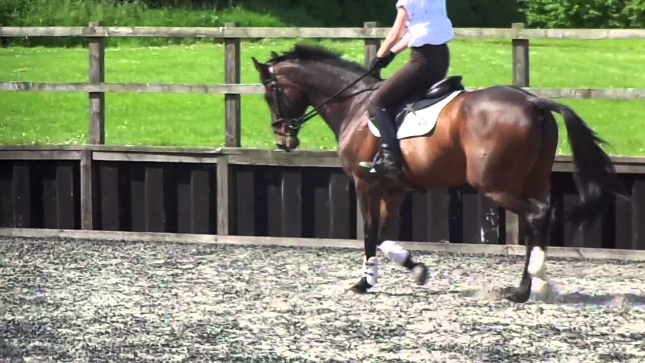 Billy - Flatwork 02/06/13 - YouTube
