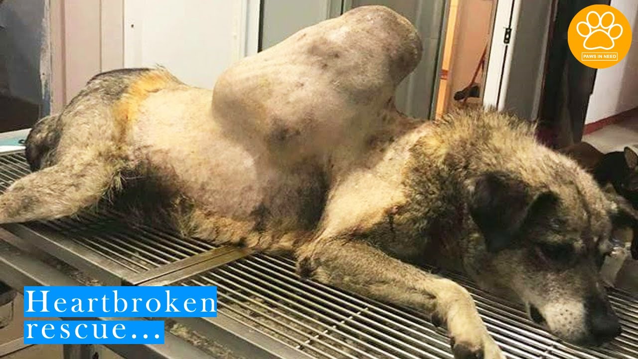 Stray Dog Carries a Massive Tumor on Her Back, Rescued - YouTube
