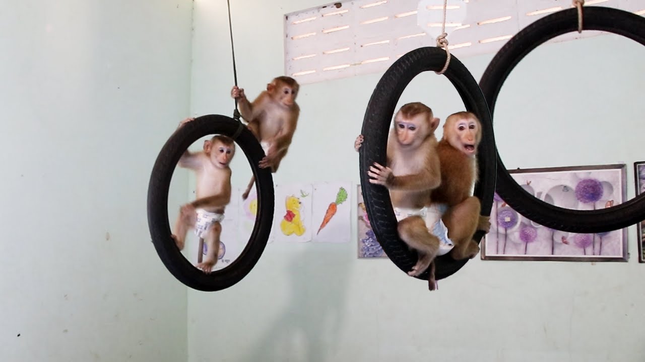 Baby Monkeys On Swing Playing Like Kids, Fun Playtime - YouTube