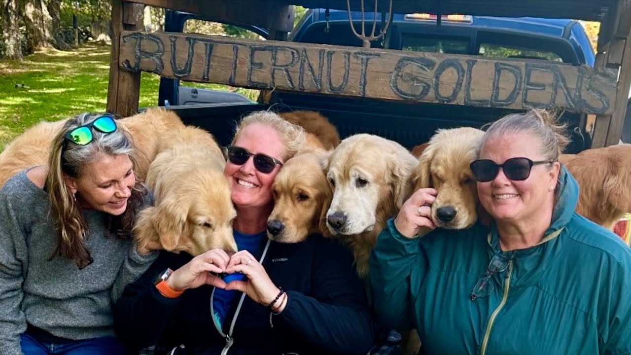 Golden Dog Farm and the Golden Retriever Experience-Amazing! - YouTube