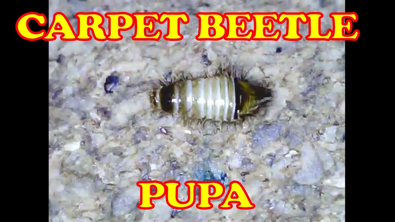 Carpet Beetle Pupa viewed using my wireless otoscope - YouTube