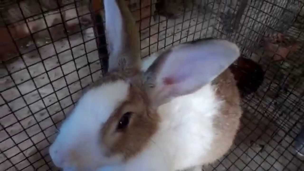 Rabbit Farm in Kerala, Taliparamba, Kannur - YouTube