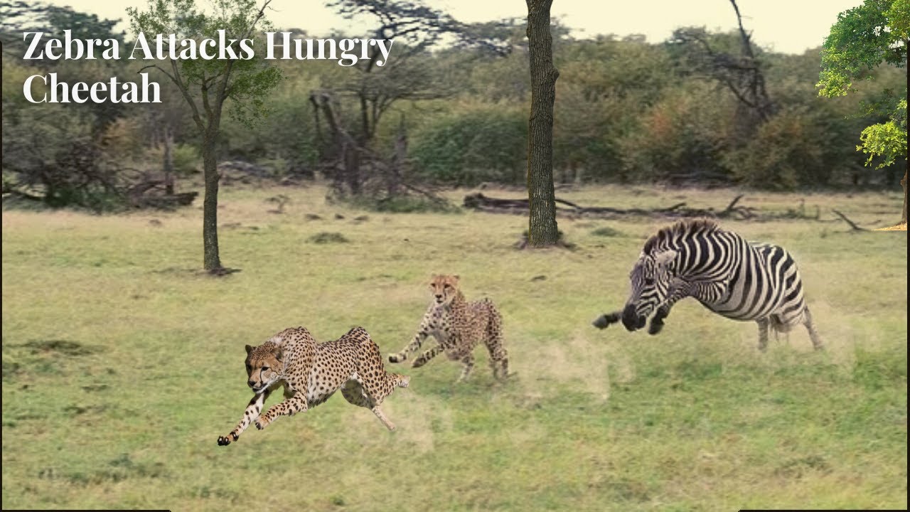 Angry Zebra Attacks Hungry Cheetah - YouTube