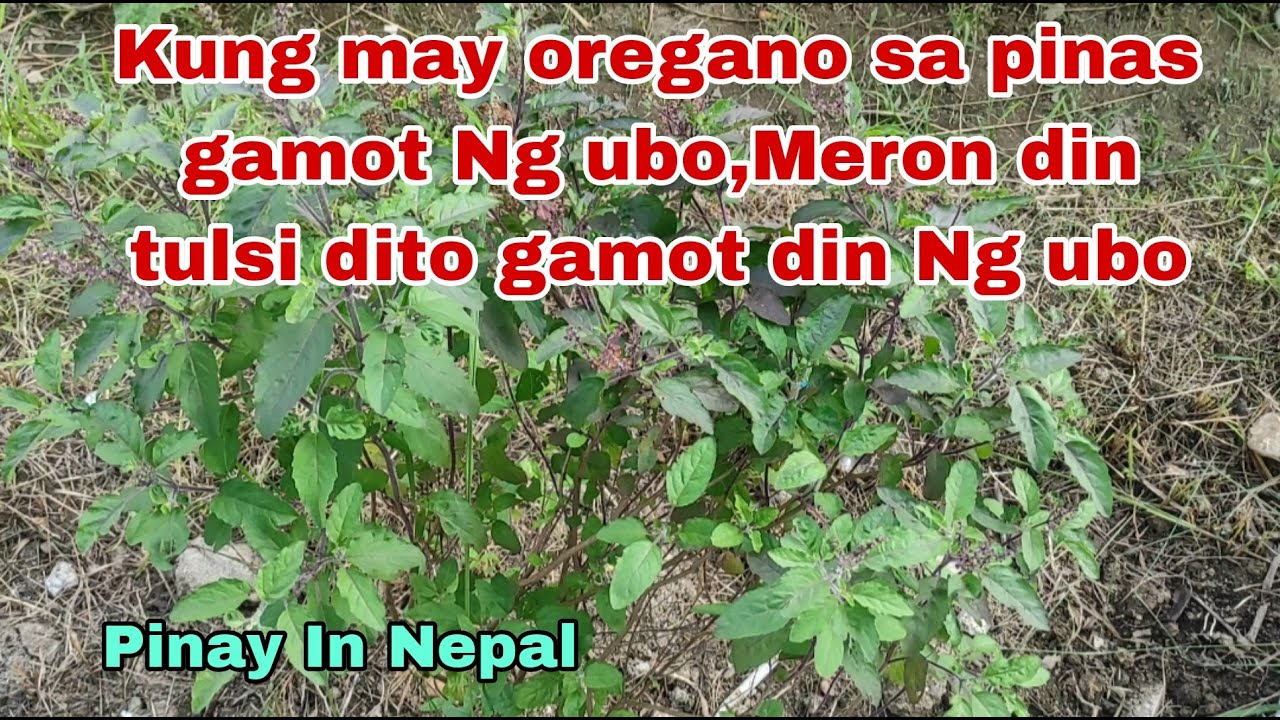 kung may oregano sa pinas gamot Ng ubo Meron din Ito dito - YouTube
