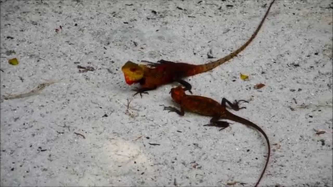 Maldives Lizards - YouTube