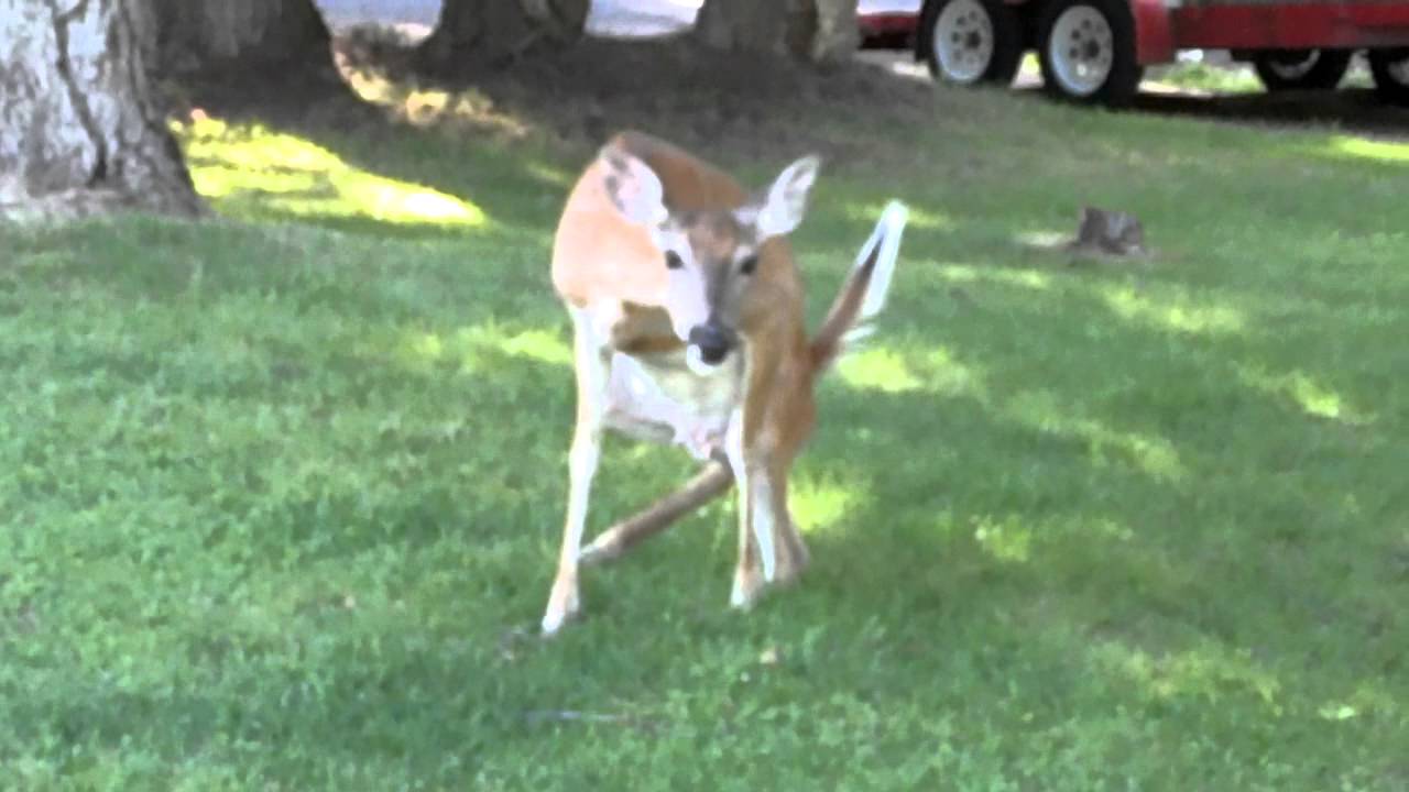 Three legged deer - YouTube