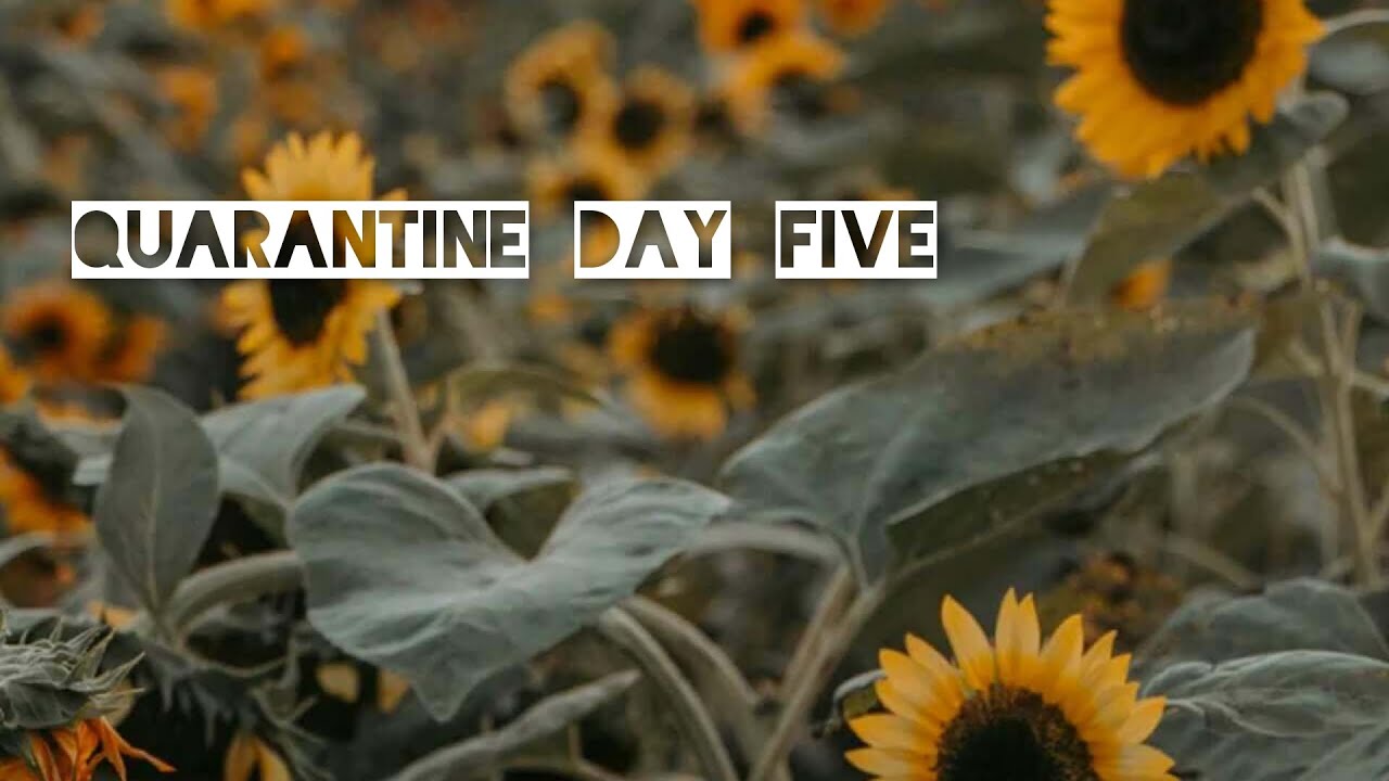 quarantine Day five - YouTube