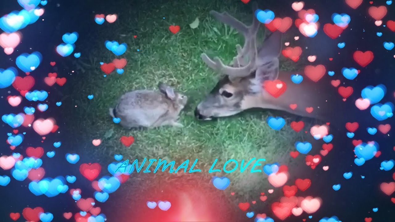 Unusual mating rituals observed in the animal kingdom - YouTube