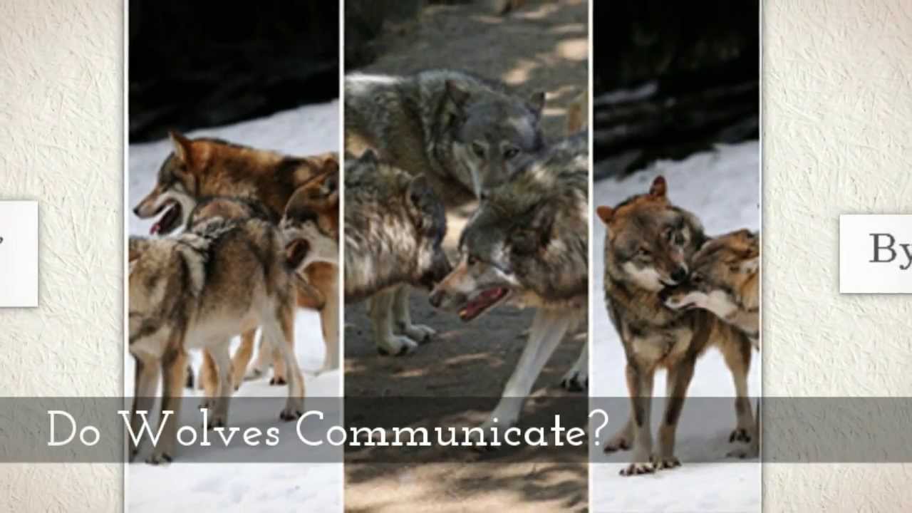 Do Wolves Communicate? -- Wolves For Kids -- Amazing Animal Books For ...