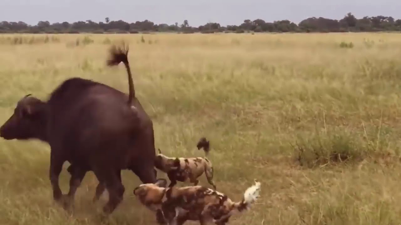BEASTS EAT ANIMALS ALIVE Best attack wild Epic Battle Of Wild dogs vs ...
