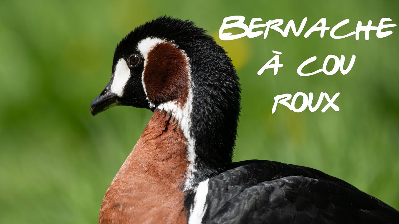 Bernaches à cou roux / Red-breasted Goose - YouTube