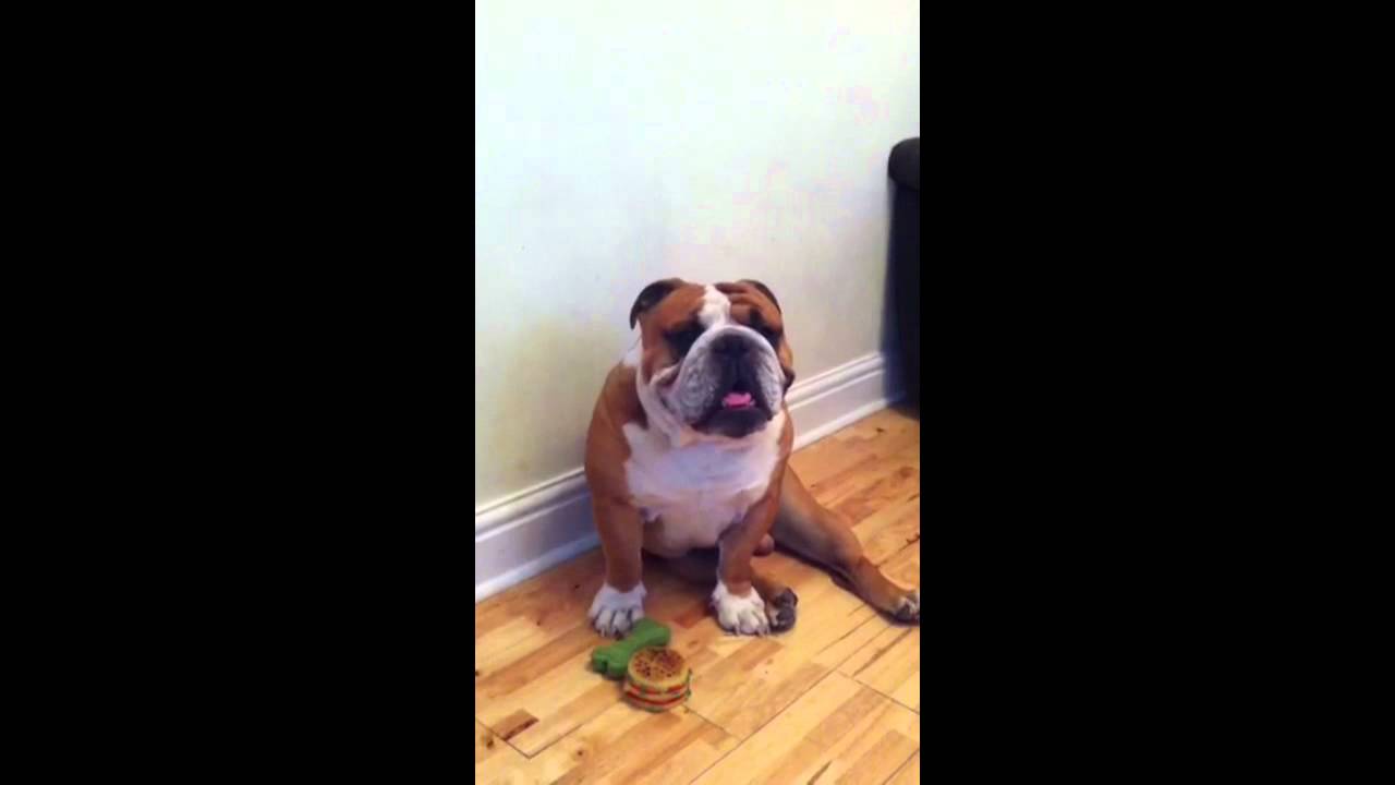 Funny talking bull dog - YouTube