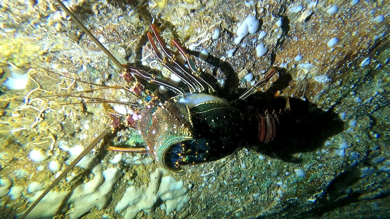 Adventures at Fish Rock 299 - Cuttlefish Eggs and Crayfish shedding ...