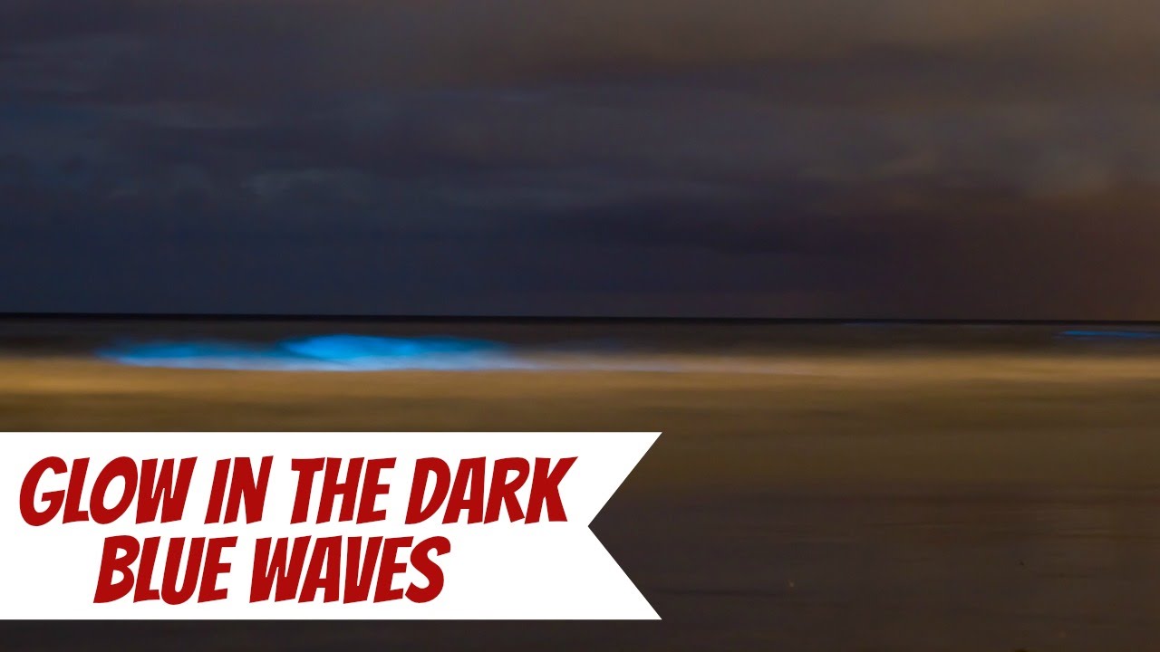 Amazing Glow in the Dark Blue Waves - Bioluminescence Caused by Red ...