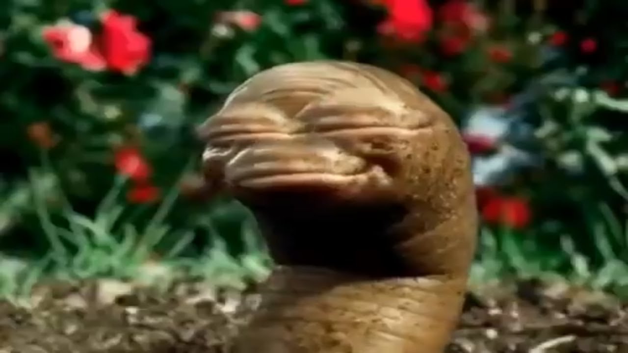 MSN worm commercial YTP - YouTube