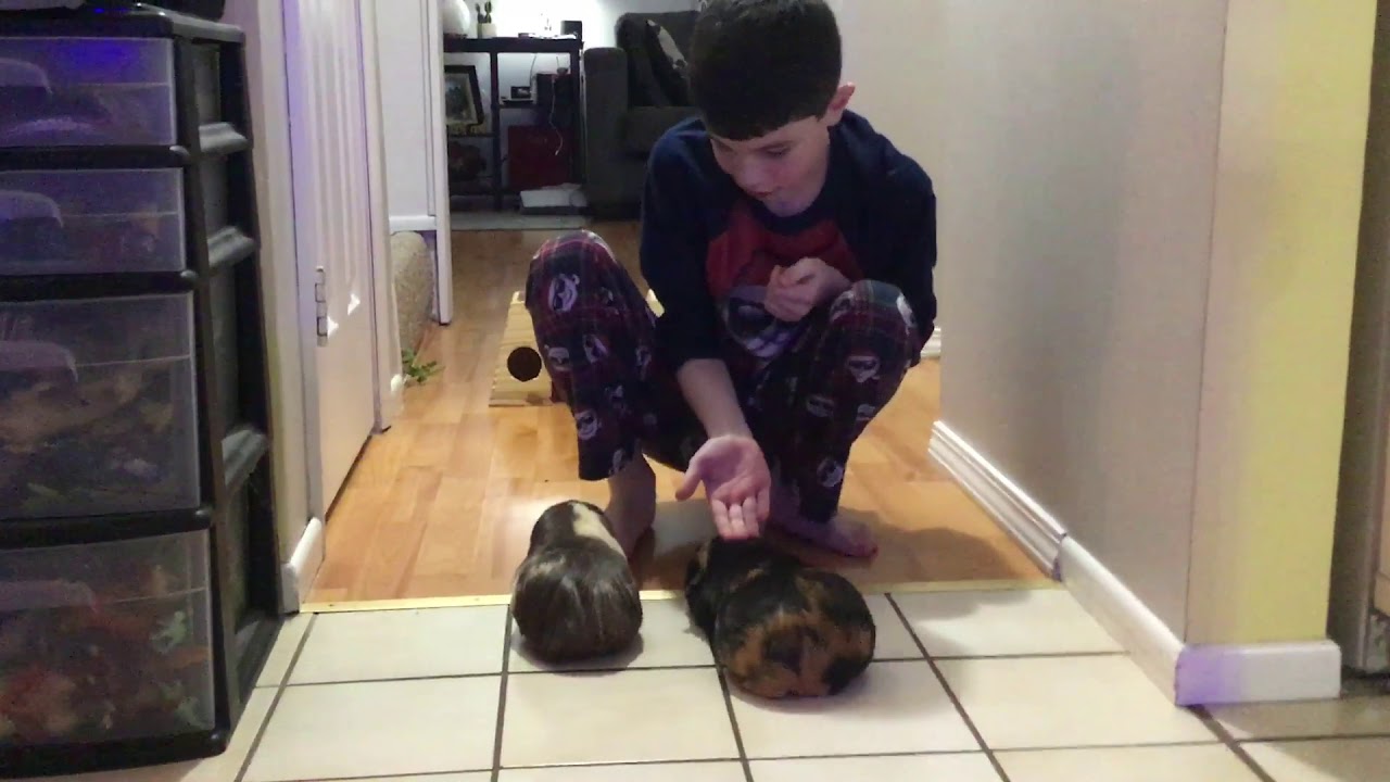 Guinea pig racing! - YouTube
