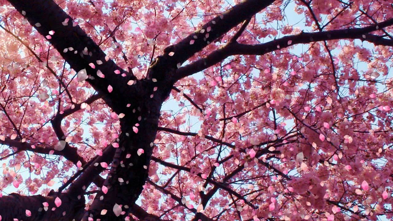 Beautiful cherry trees, cherry blossoms fall photography&video ...