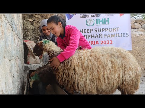 Suriye’deki yetim ailelerine koyun desteği