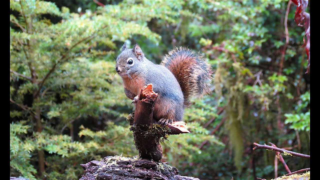 The Douglas squirrel is a pine squirrel found in the Pacific Northwest ...