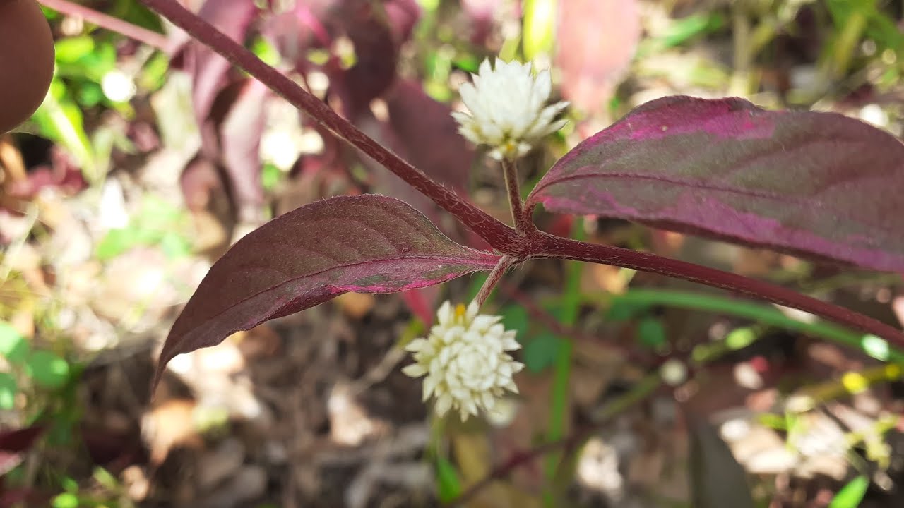 Brazilian Joyweed | Purple Joyweed | Alternanthera brasiliana ...