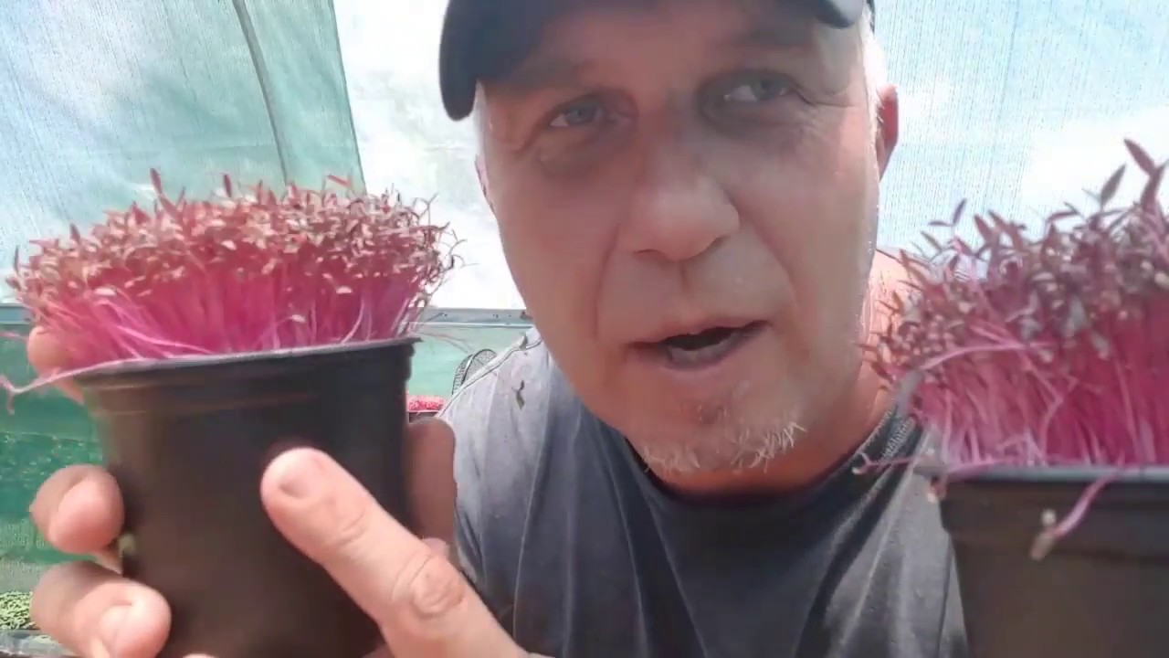 Know your Product !! Microgreen- Red Amaranth.. Why we should eat it ...