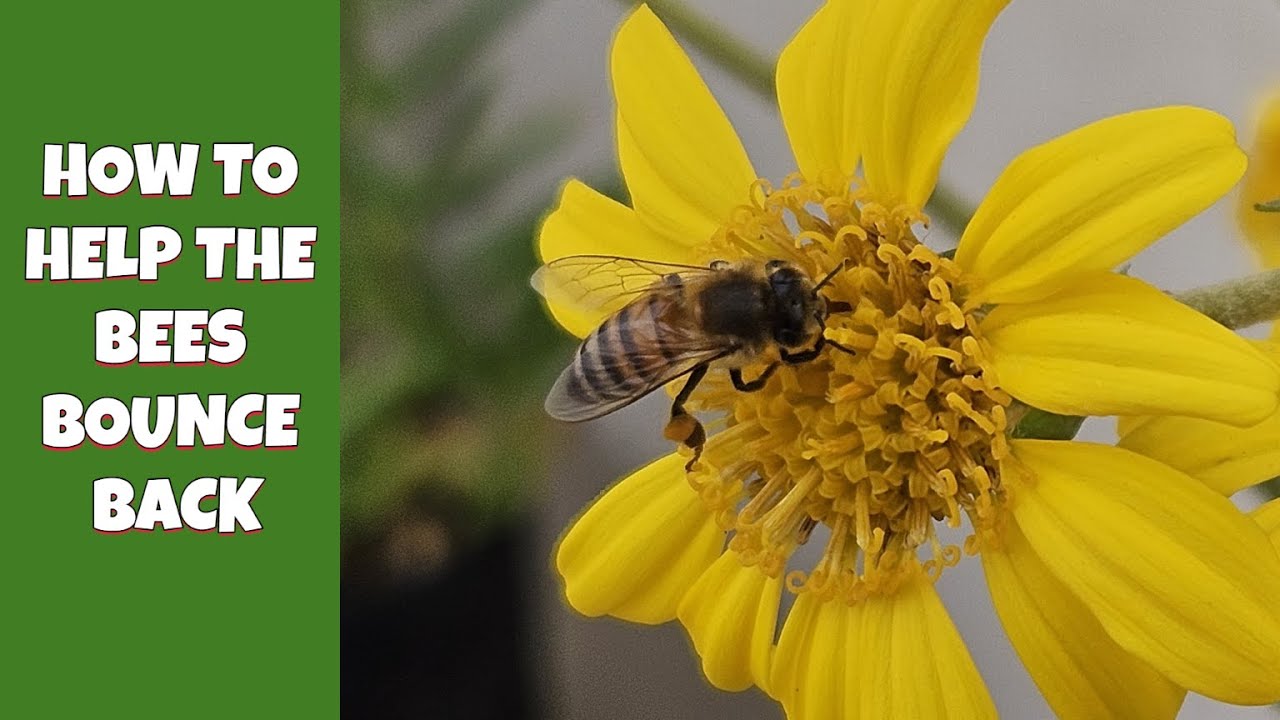 How to help the bees bounce back - YouTube
