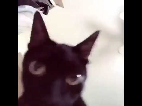 Black cat shaking its head meme - YouTube