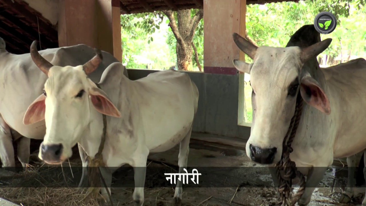 भारतीय गाय की भारवाही नस्लों – Draft Breeds of Indian Cow - YouTube