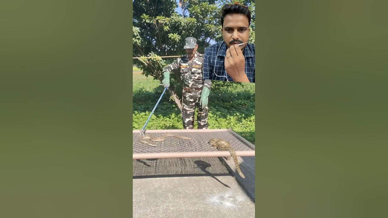 Python Vs Russell Viper Diffrence 🐍#shorts #snake #cobra #russelviper # ...