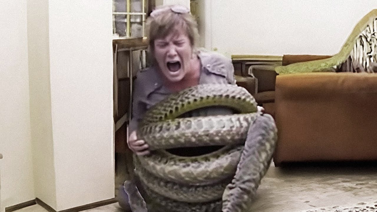 NGERI !! Serangan Ular Paling Mematikan Yang Berhasil Terekam Kamera, Pawang Ular Pun Menjadi ...