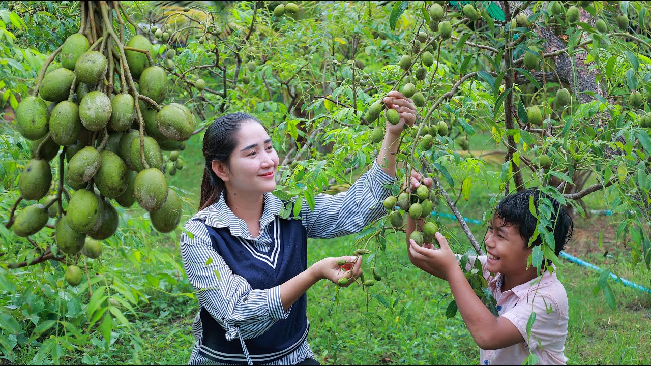June plum recipe in the rainy day | Pick fruitful june plum from farm ...