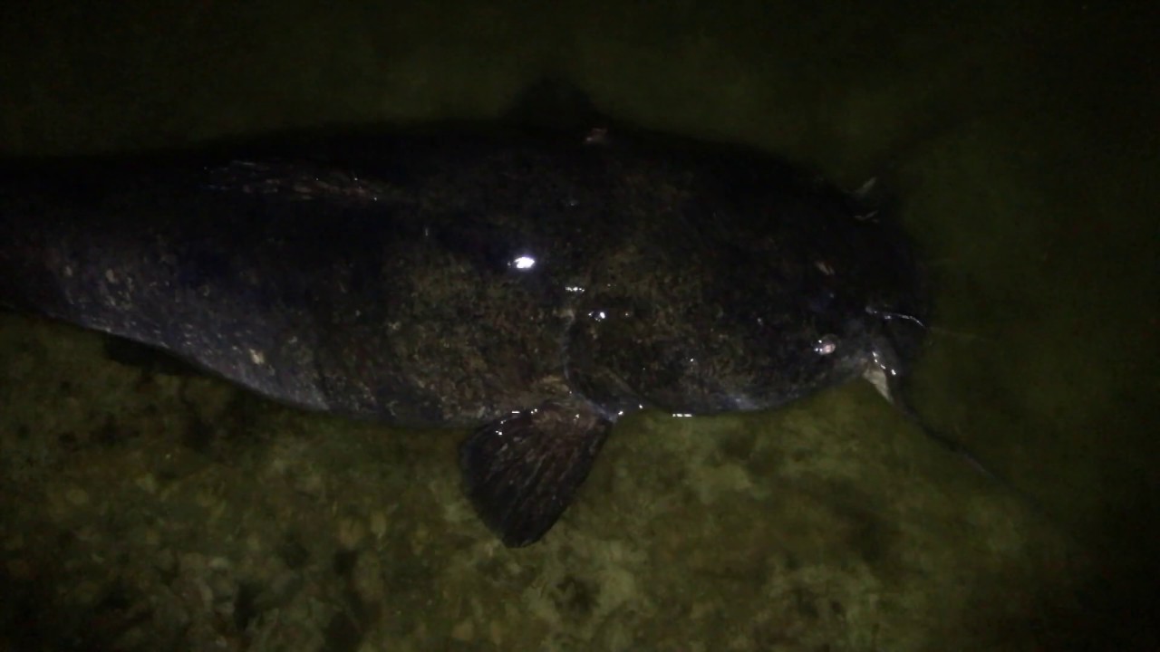 Christmas Catfish!! - YouTube