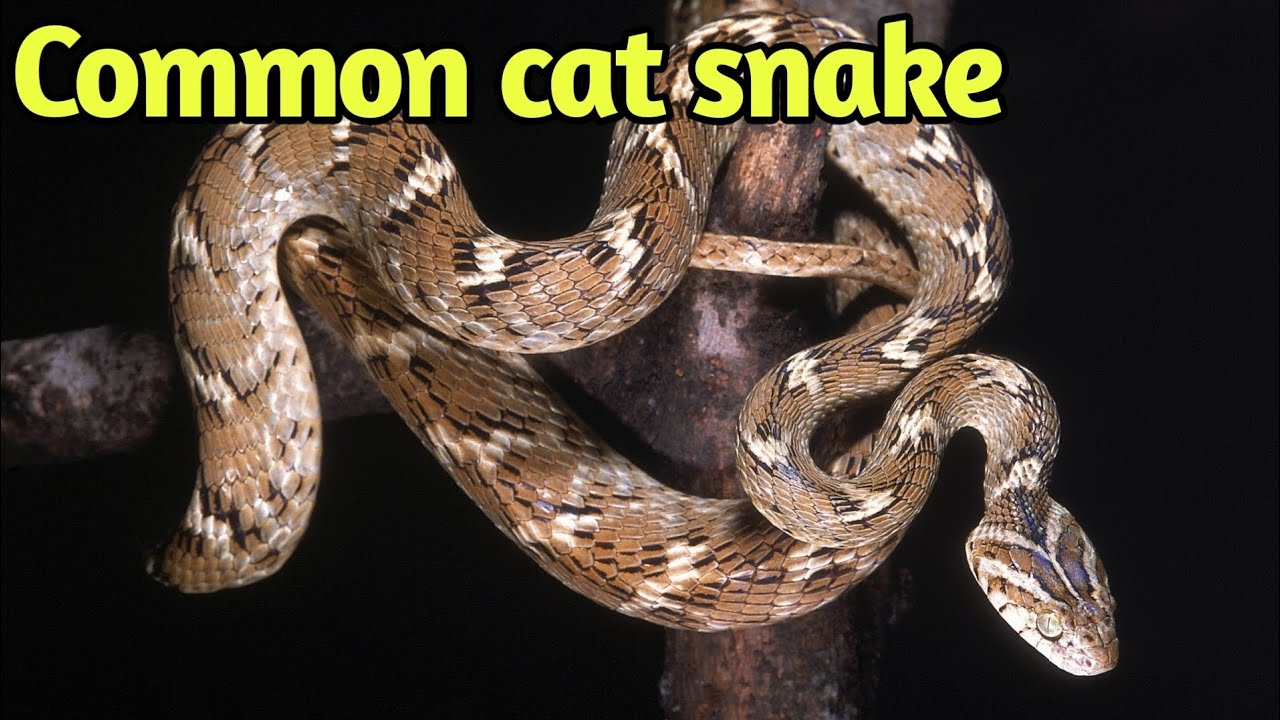 Cat snake Documentary| Indian cat snake| Beautiful cat snake #catsnake ...