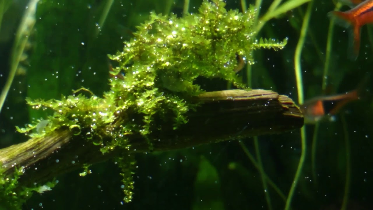Aquascape Rasbora Harlequin, Rasbora Espie, shrimps and Snail (Planted ...