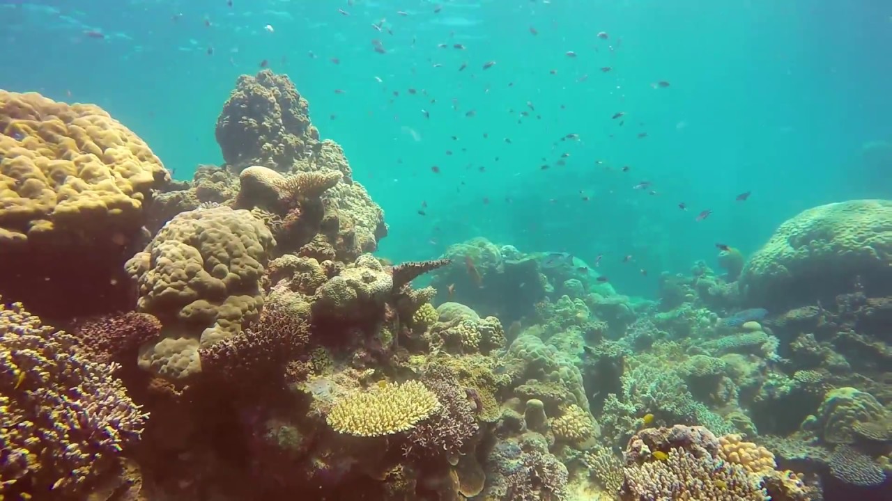 Great Barrier Reef & night diving with sharks - YouTube