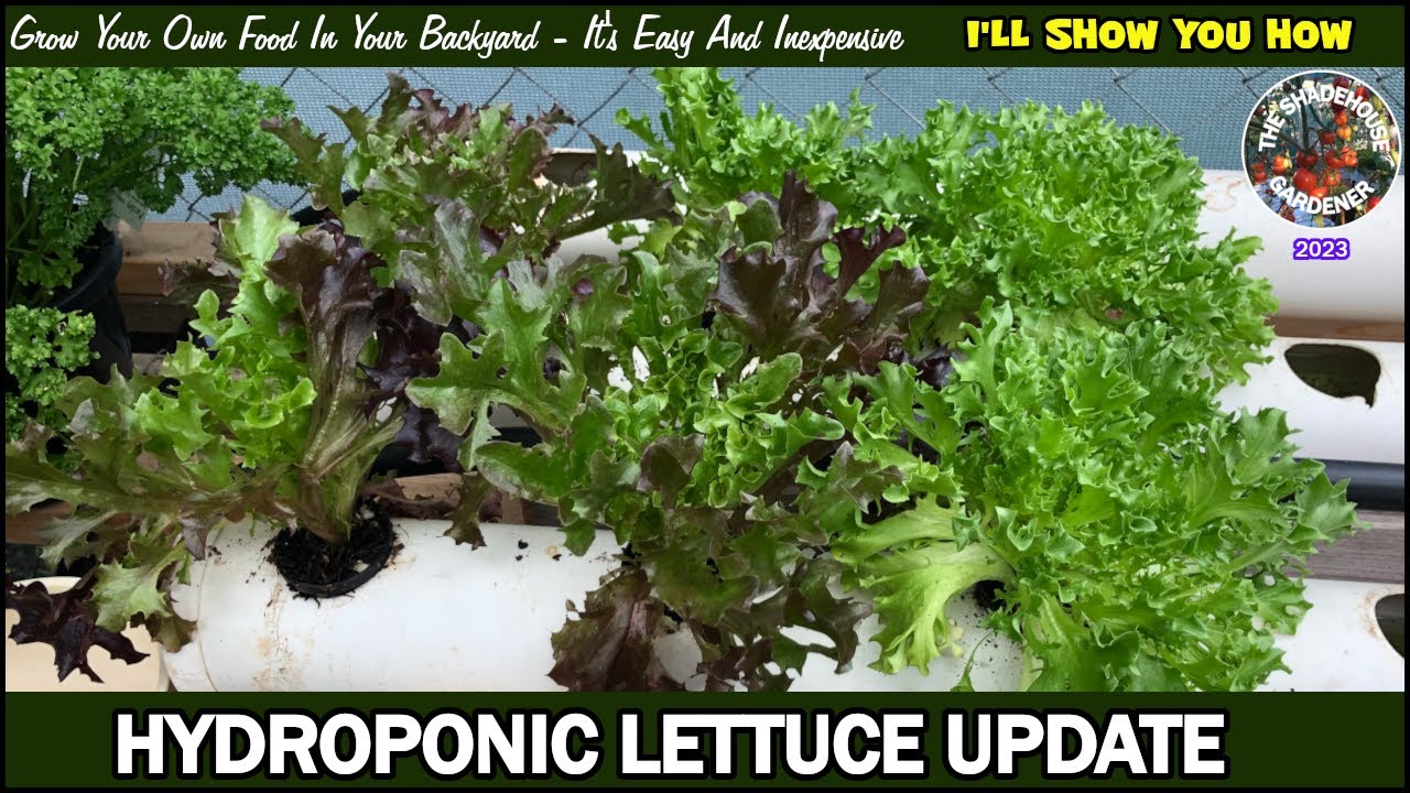 Hydroponic Lettuce Rail System Update - YouTube