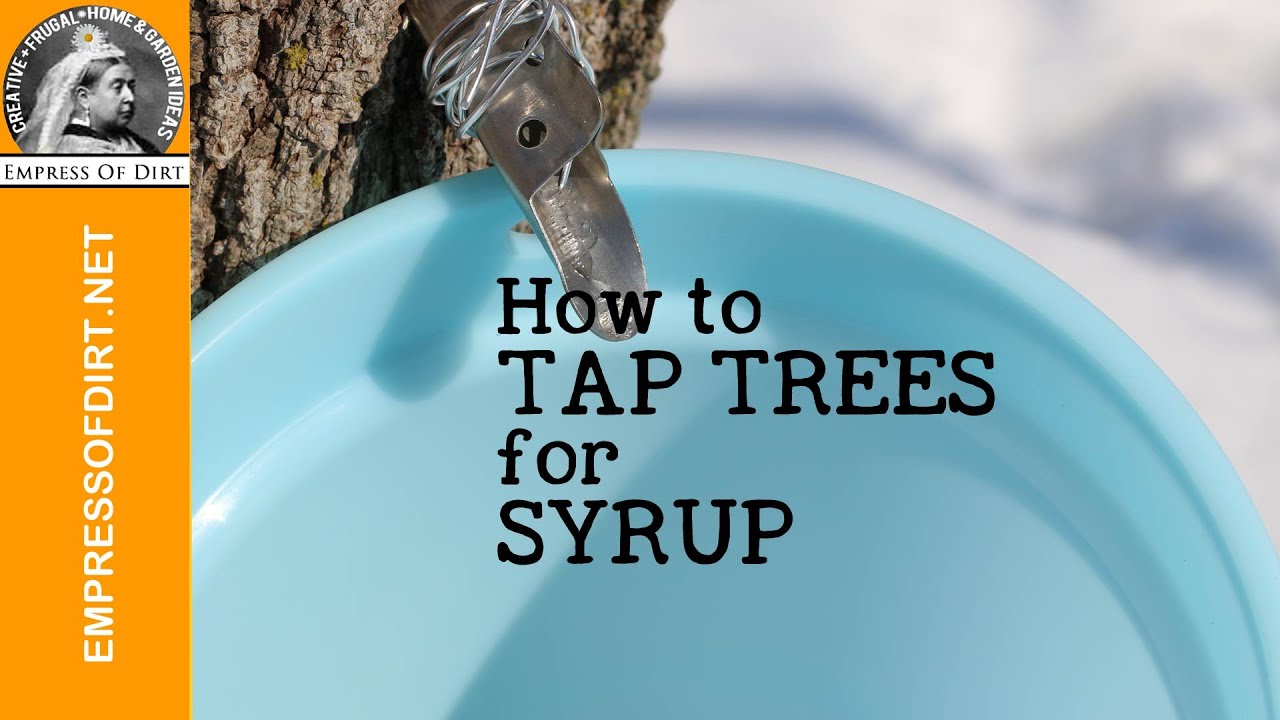 How to tap trees for sap and make homemade syrup - YouTube