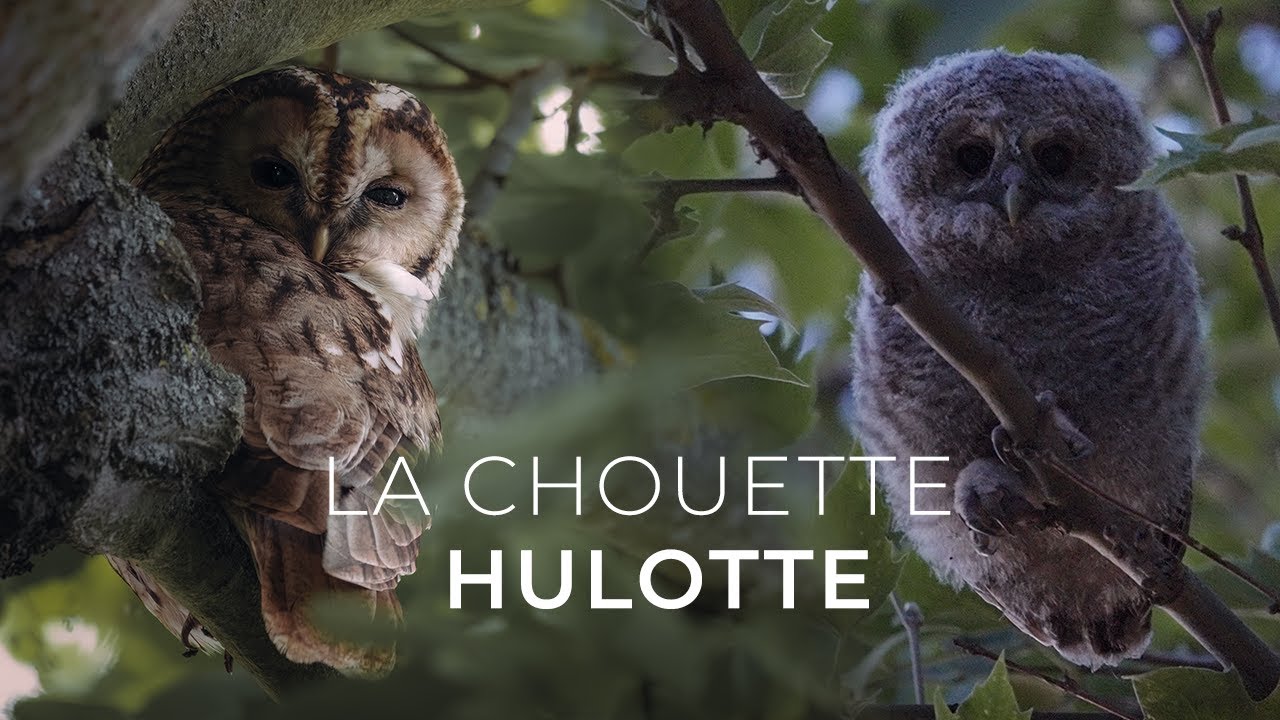 J'observe une Chouette Hulotte et ses petits - YouTube
