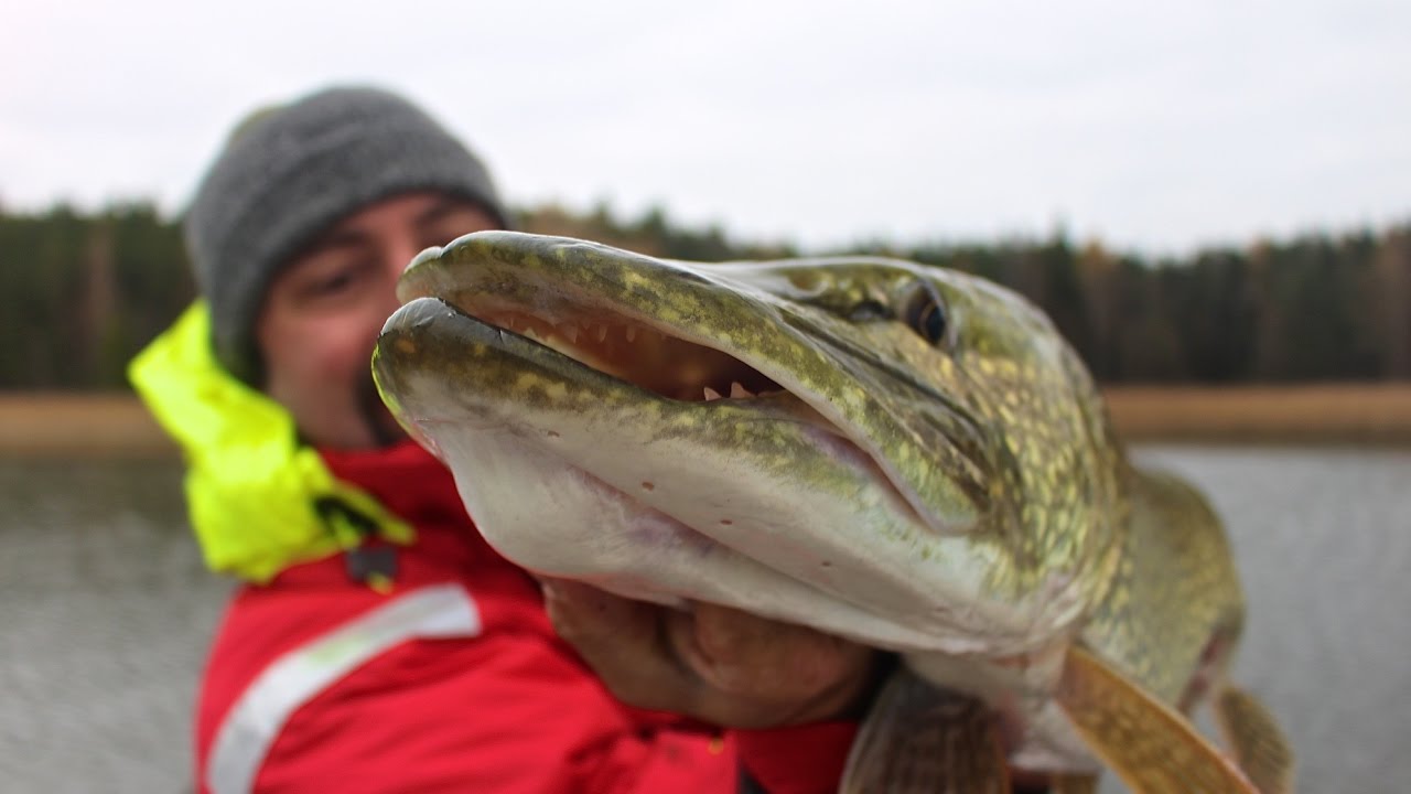 Pike Fishing in the Baltic Sea: the Life at Pikepride Lodge. - YouTube