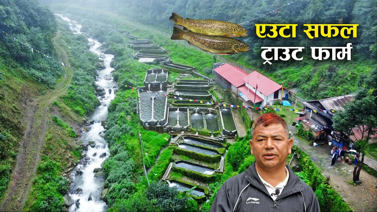 साउदी अरबबाट फर्केर ट्राउट पालेका पूर्ण ब. यसरी सफल बने - Trout fish ...