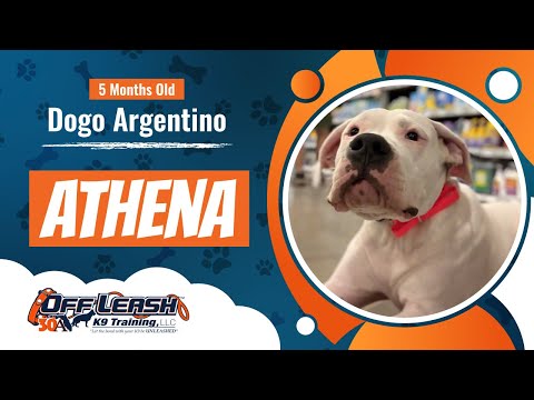 5 Month Old Dogo Argentino-Athena-Community K9-Best Dog Trainers Florida