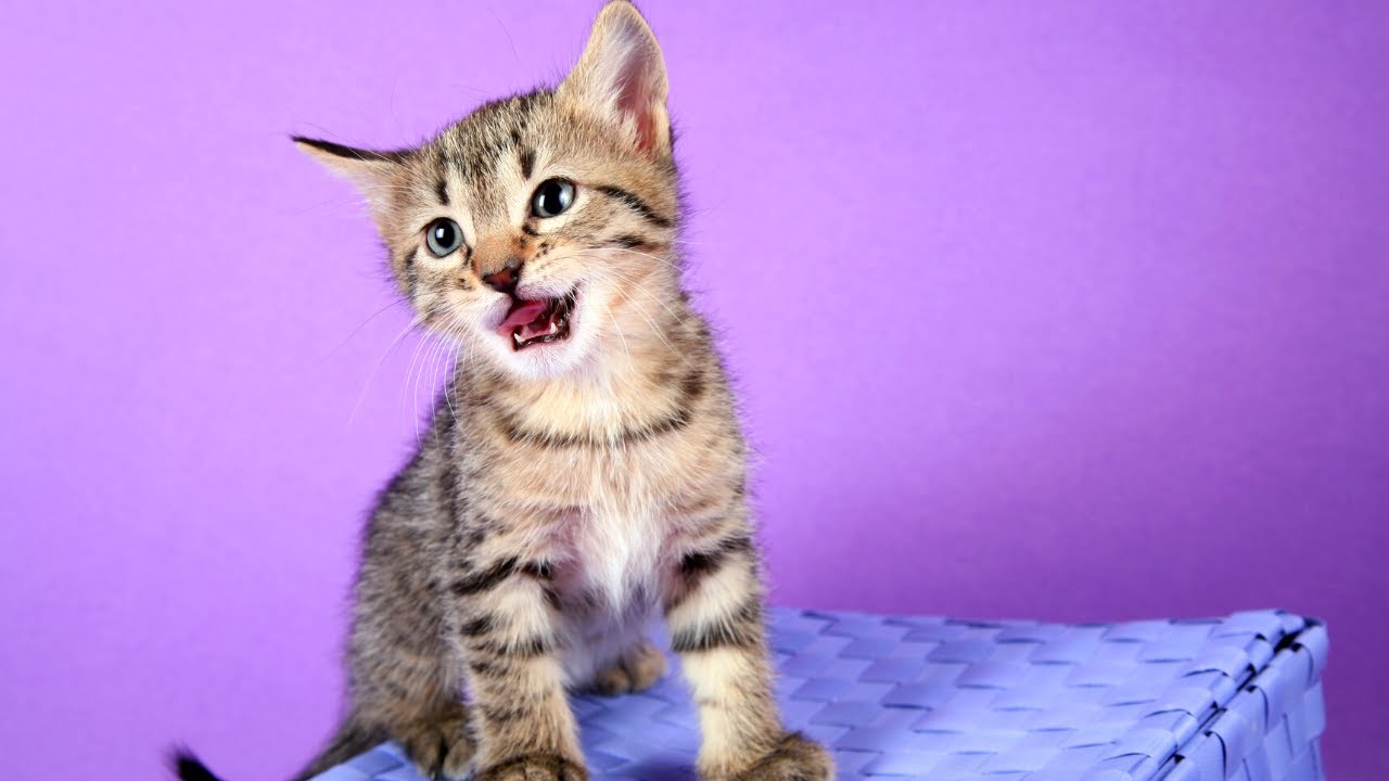 Funny Cats and Cute Kittens Playing and Meowing Compilation for laugh ...