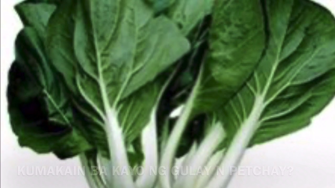 ANO SA ENGLISH ANG GULAY NA PETCHAY? - YouTube