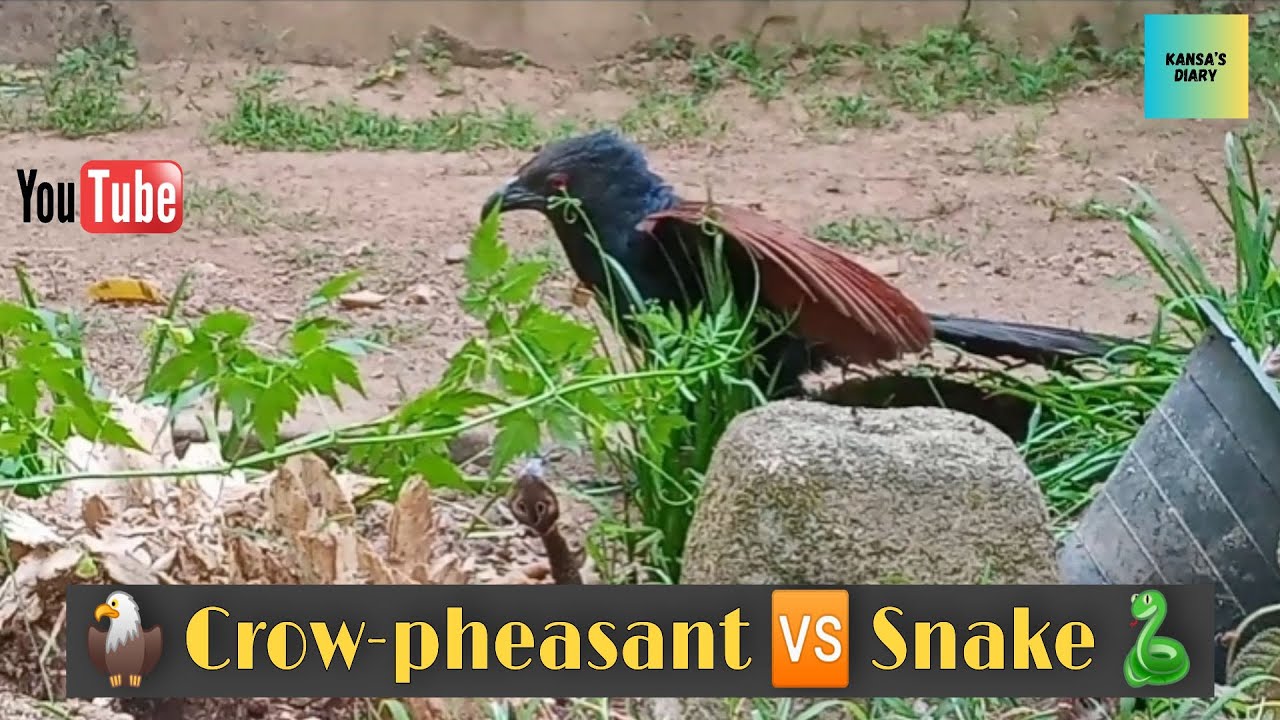 🦅 Crow-pheasant 🆚 Snake 🐍 | Nature - YouTube