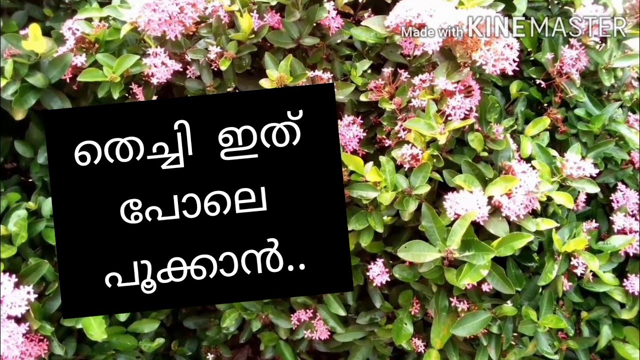 Thechi or Ixora plant care !! Pruning and planting.... - YouTube