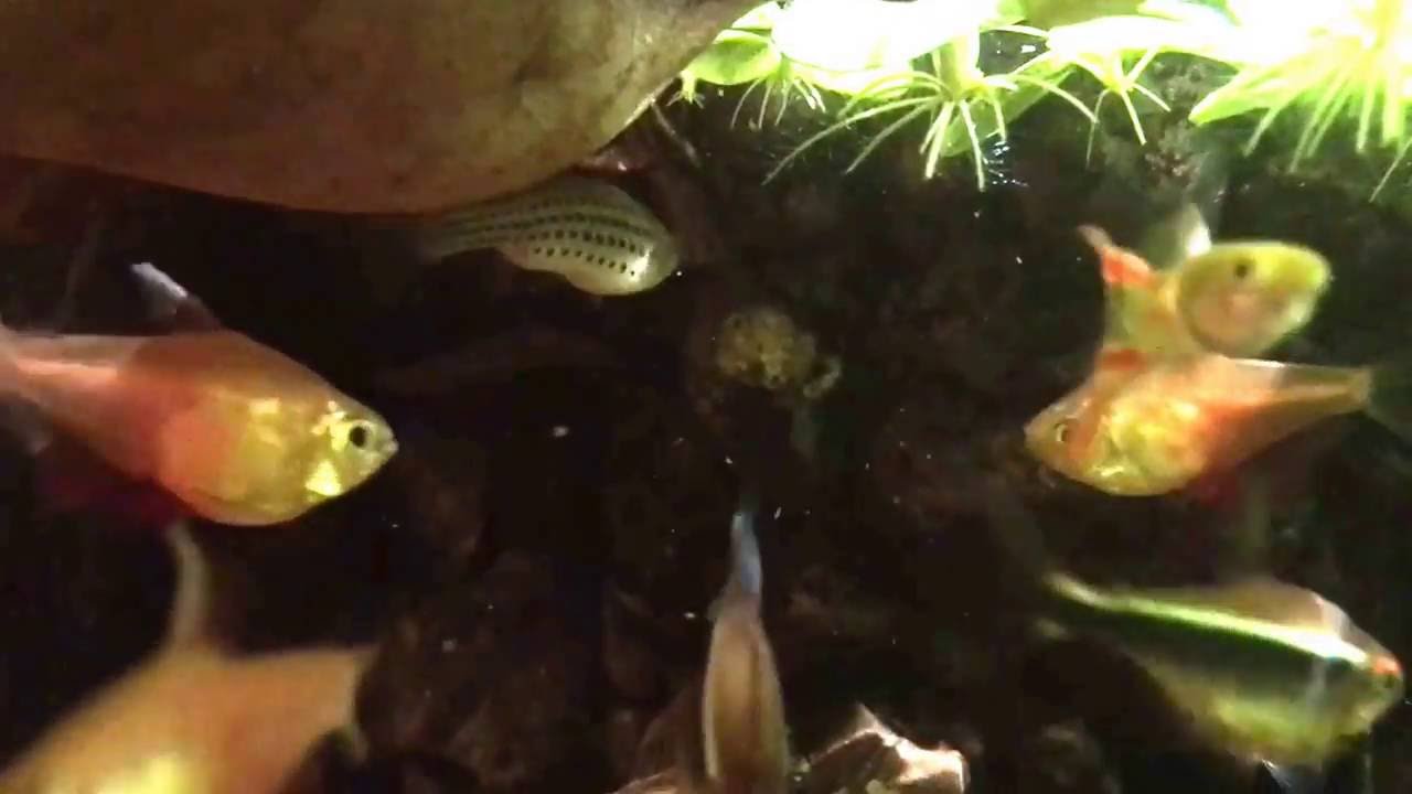 Copella Meinkeni a Splashing Tetra species - YouTube