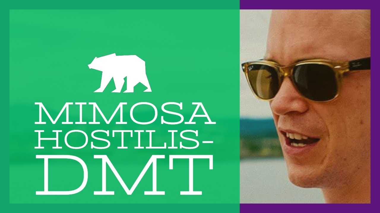 Mimosa Hostilis & the NATURAL DMT Experience - YouTube